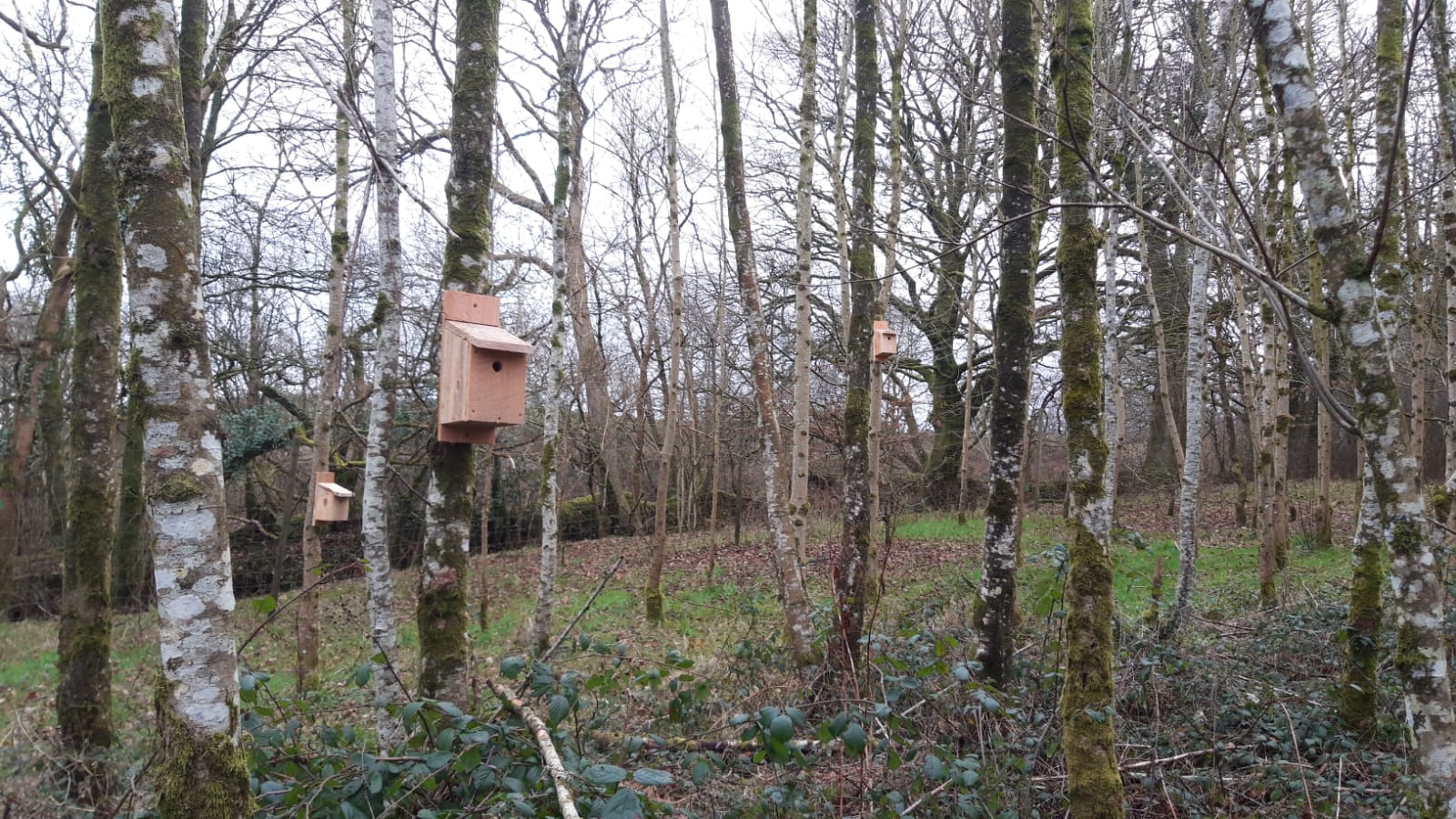 Wildlife boxes – Devon Timber